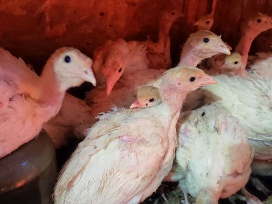 Индюшата Хайбрид Конвертер Канада 1 мес и 12 дней