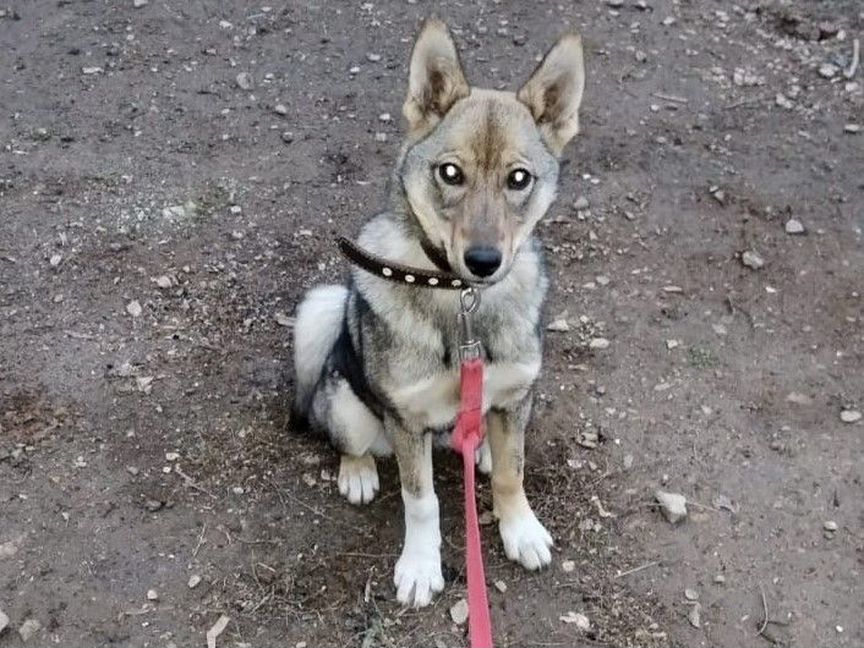 Западносибирская лайка