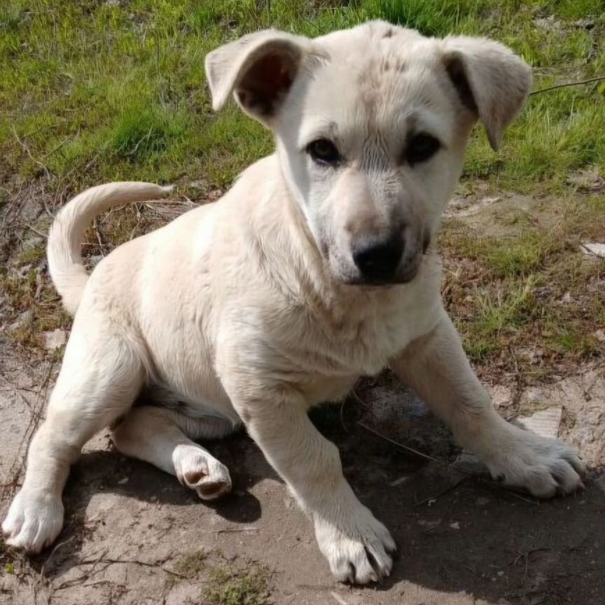 Щенок в добрые руки