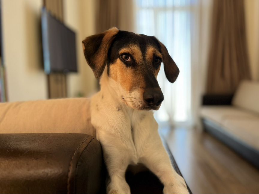 Собака в добрые руки