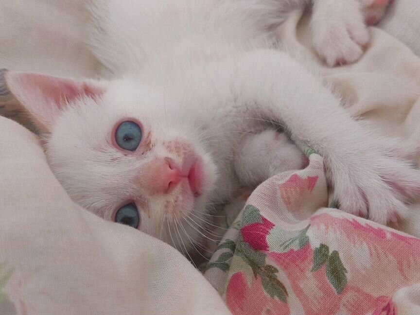 Кошка