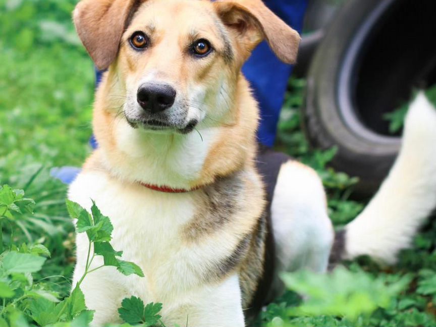 Ласковая, контактная собачка Ладушка