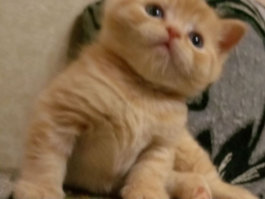 Шотландские котята