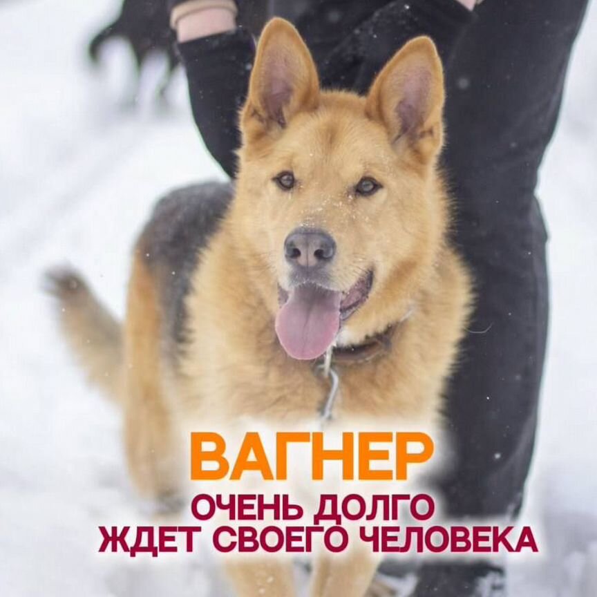 Взрослая собака в добрые руки