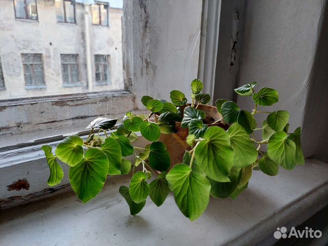 Бегония, фиалки купить в Санкт-Петербурге | Товары для дома и дачи | Авито