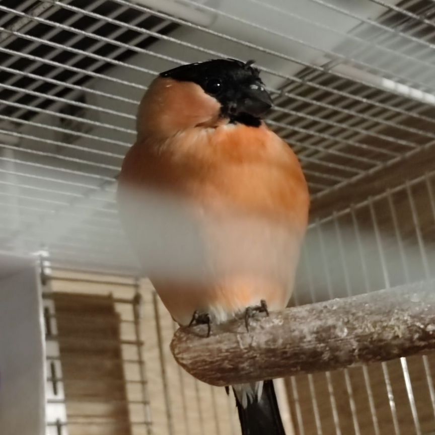 Снегирь и щеглы