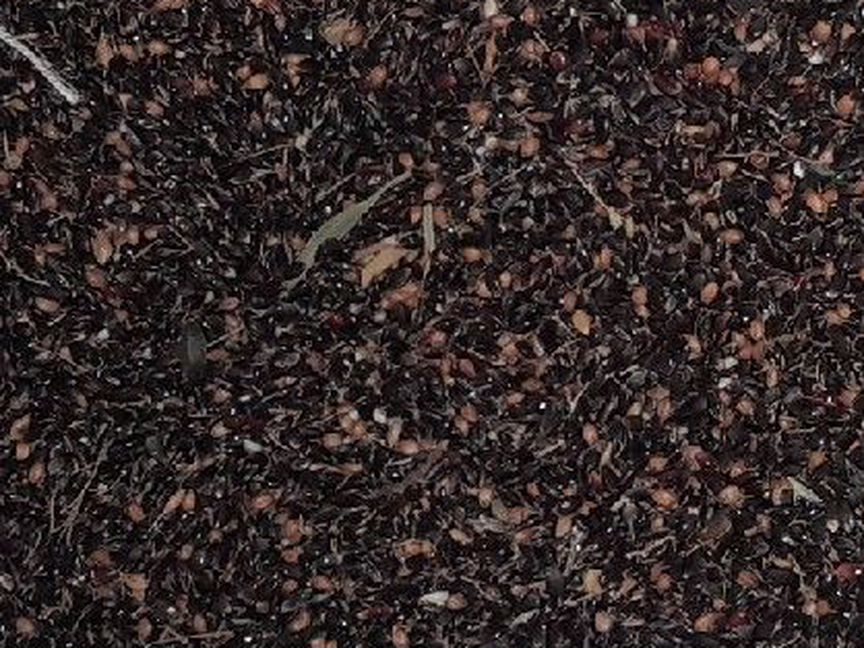 Суданка I люцерна эспарцет