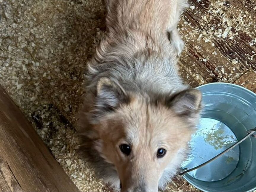 Собака в добрые руки отдам бесплатно