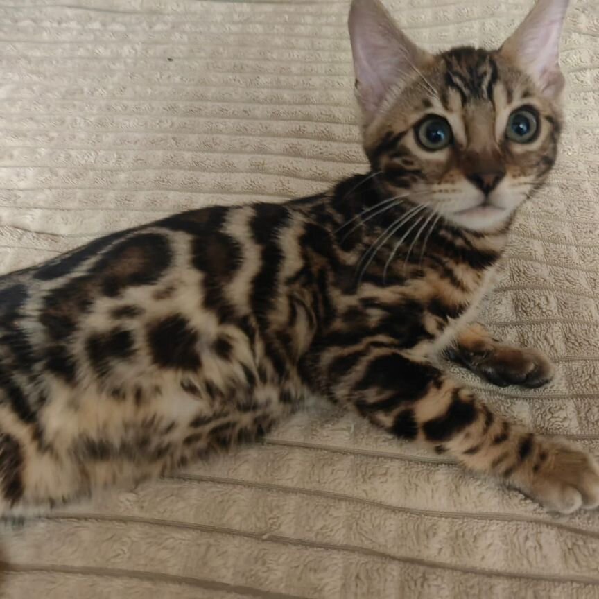 Бенгальские котята