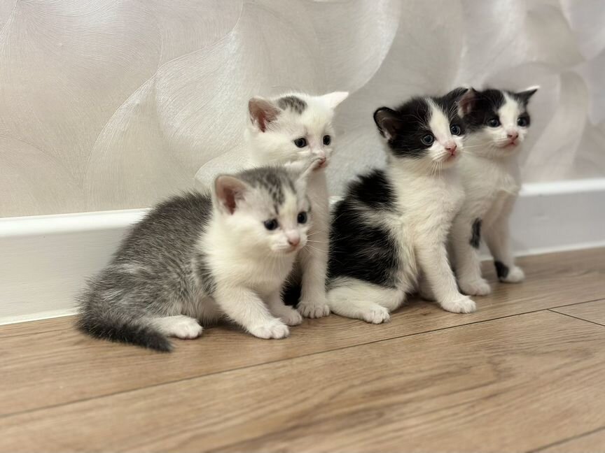 Котенок (мама шотландская + папа дворовый кот)