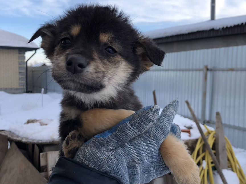 Собачка девочка