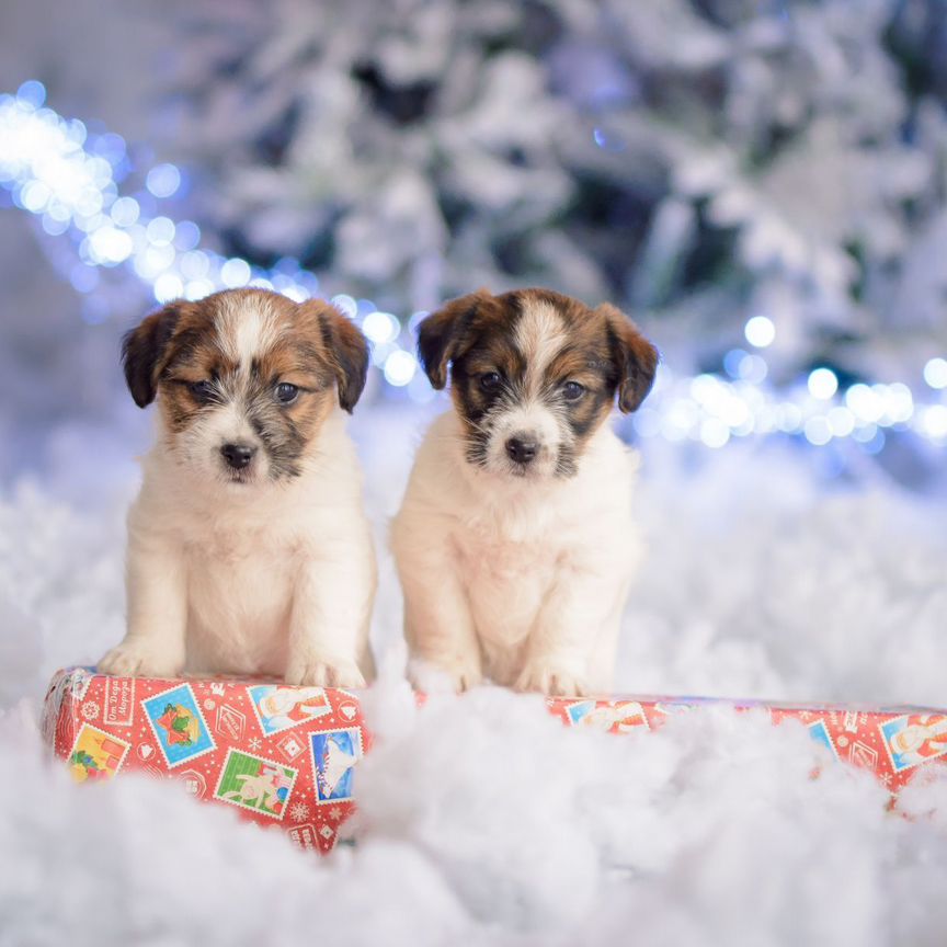 Джек-рассел-терьер, щенок