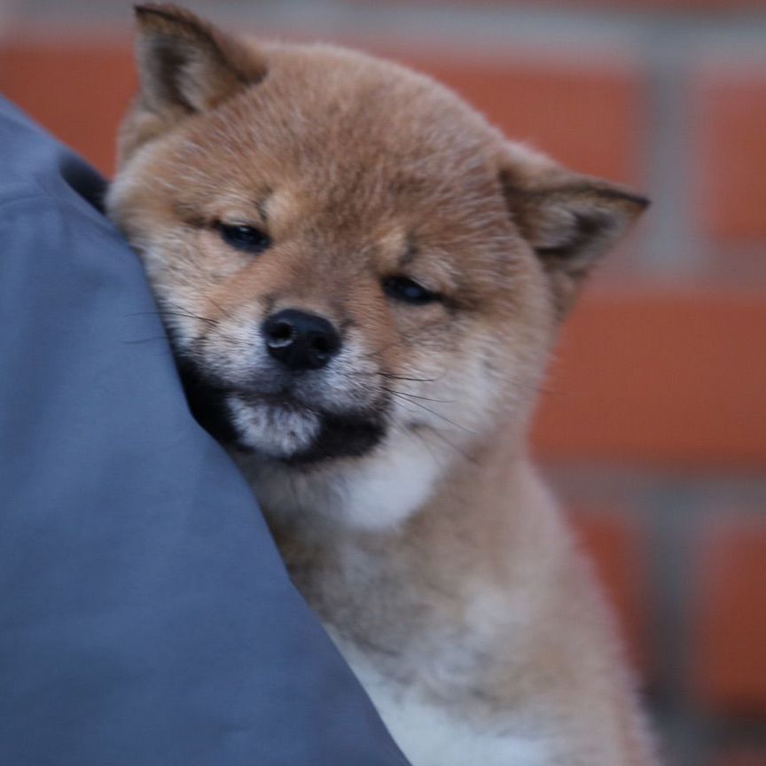 Сиба-ину, щенок