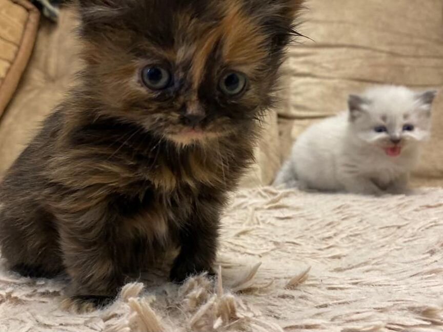 Котята британские в добрые руки отдам