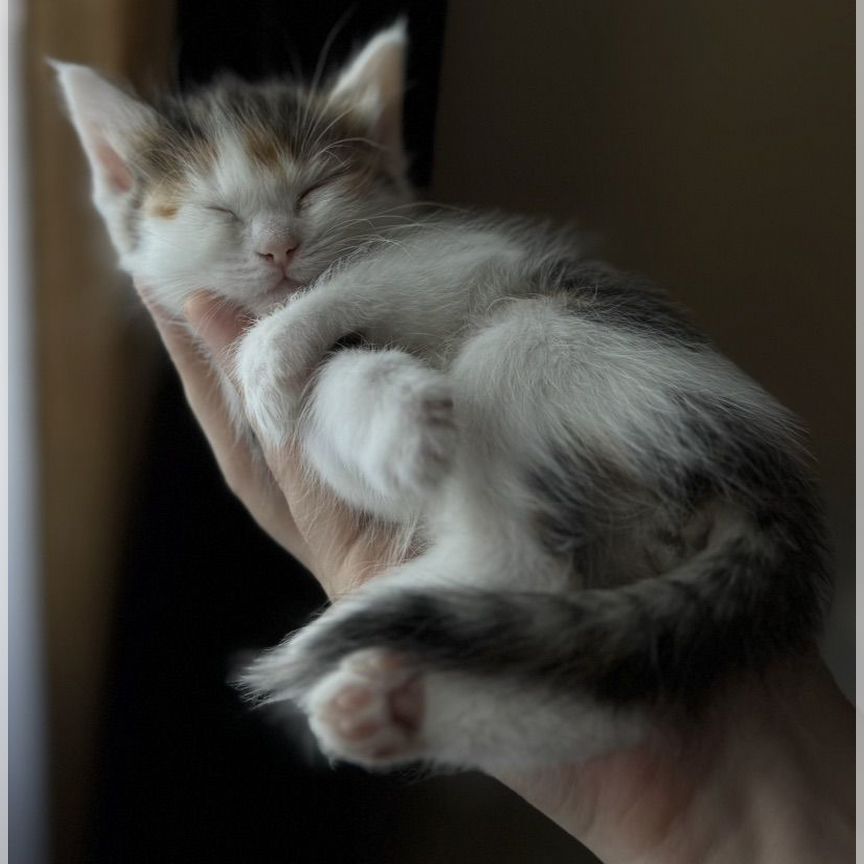 Котёнок в добрые руки