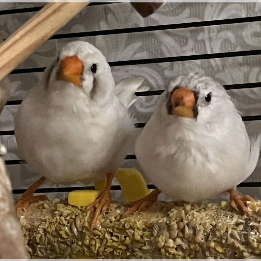 Зебровые амадины птенцы