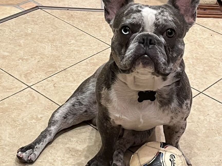 Французский бульдог вязка