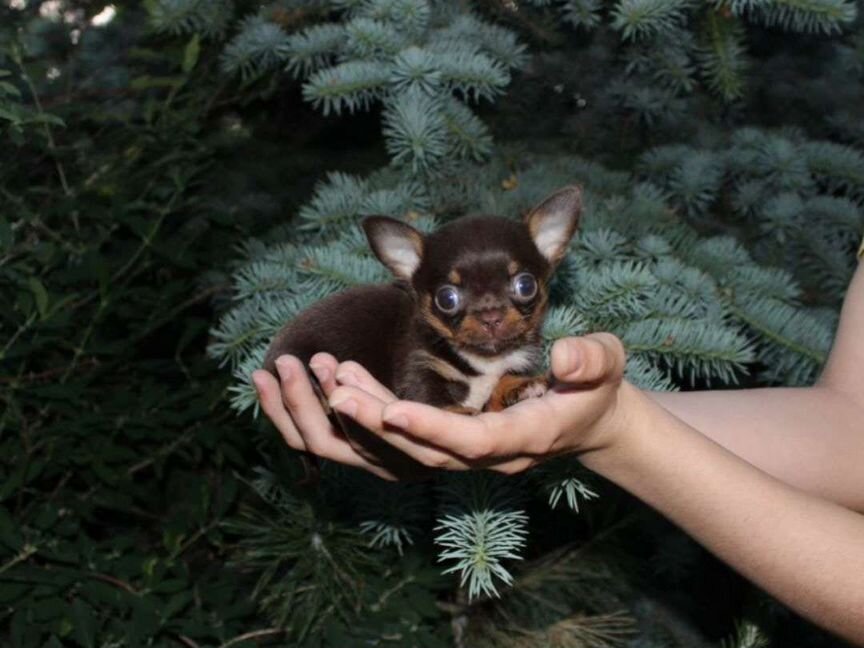 Чихуашечки, цены разные