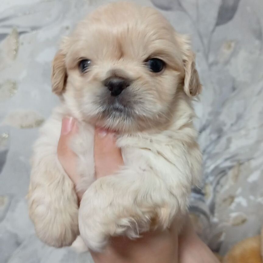 Щенки пекинеса мальчик