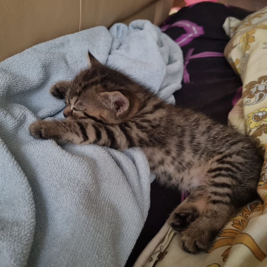 Британские котята