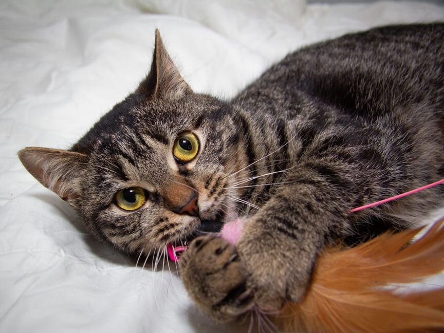 Котик самый добрый Василь