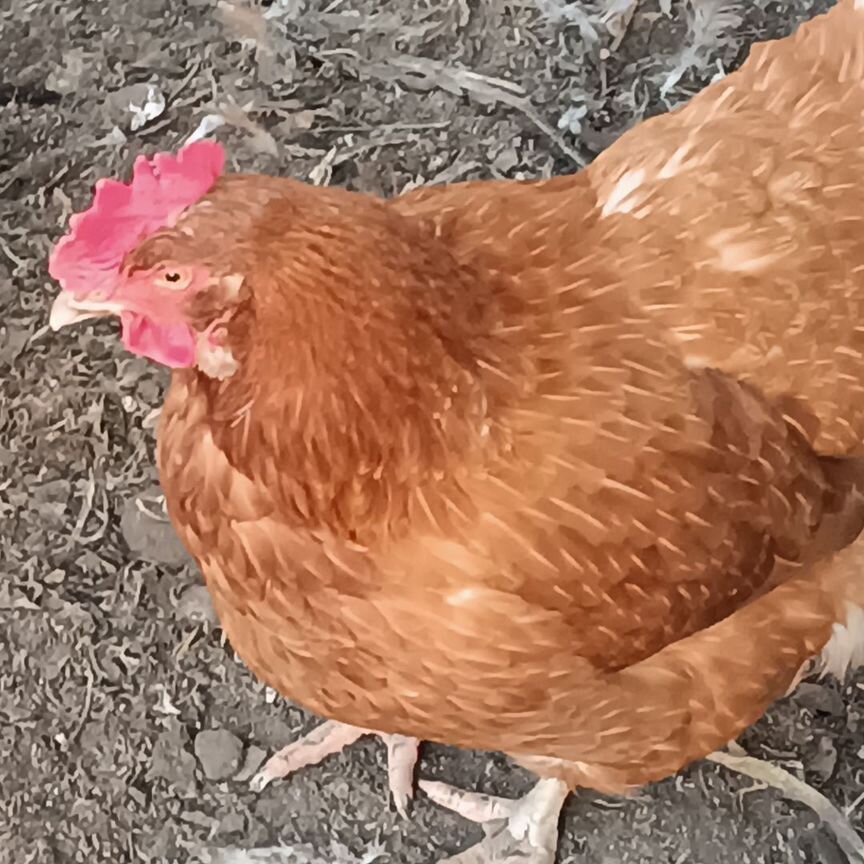 Куры несушки продам
