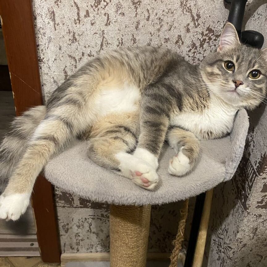 Кот бесплатно