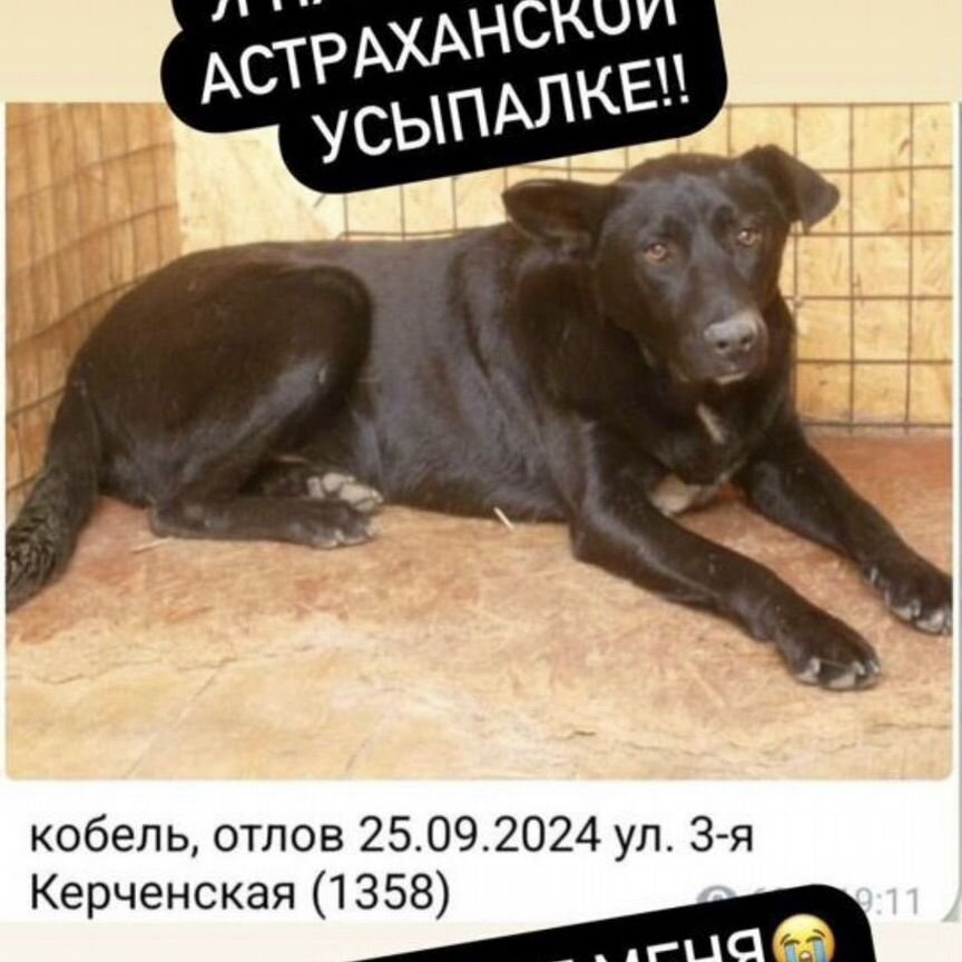 Спасите собаку от усыпления