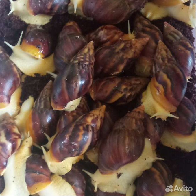 Отдам улиток Ахатин