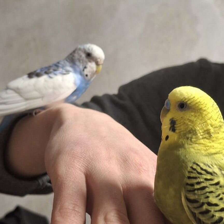 Волнистый попугай пара