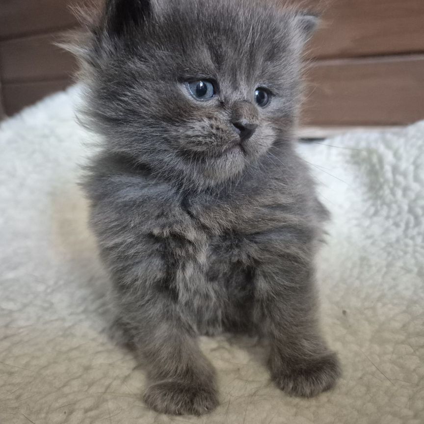 Курильский бобтейл длинношёрстный котёнок