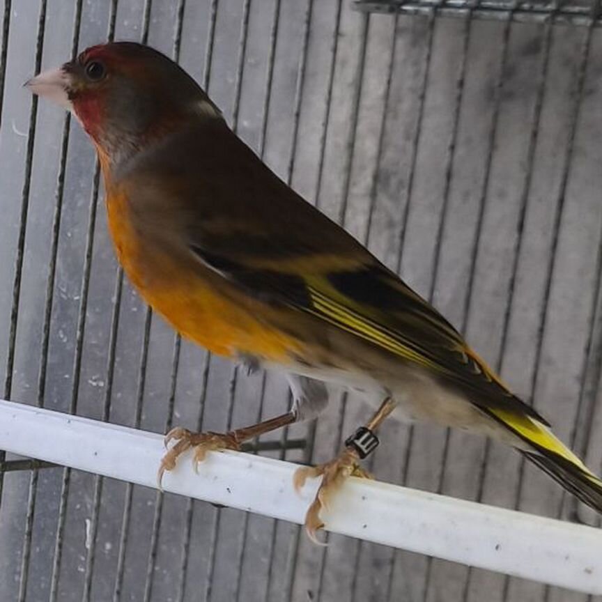 Щеглы и гибрид