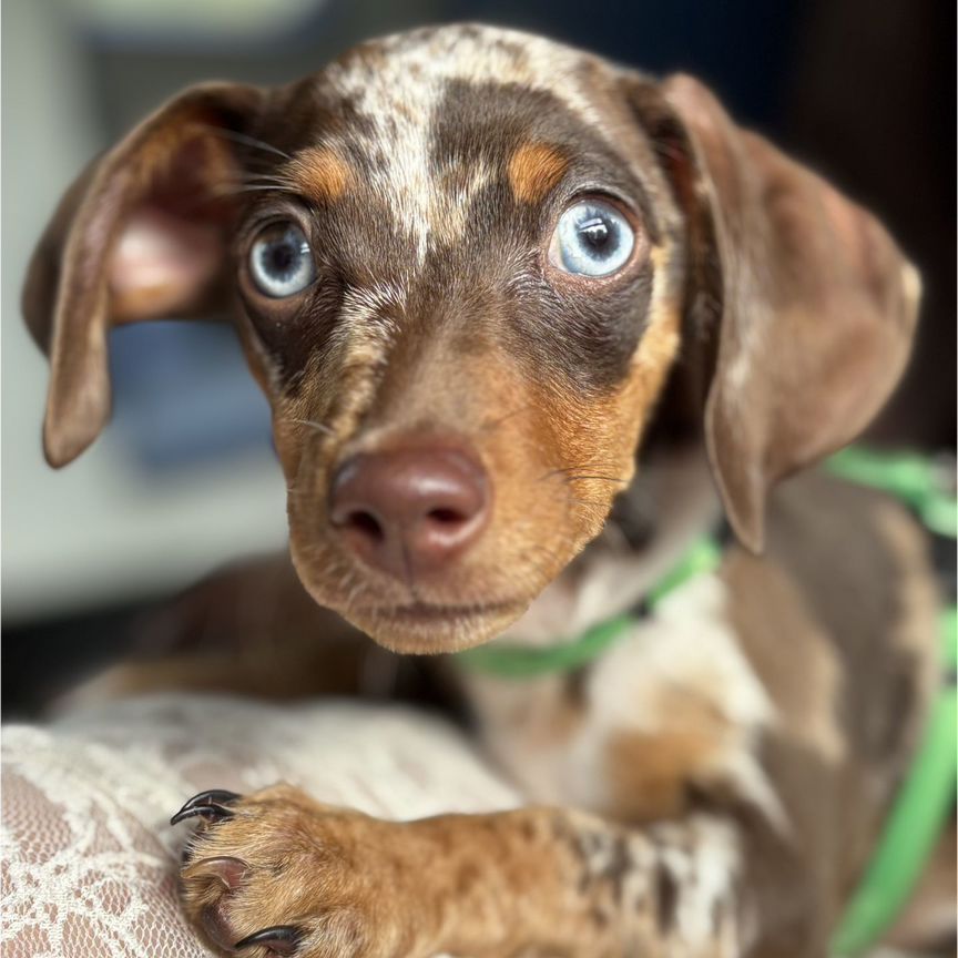 Кроличья такса, щенок