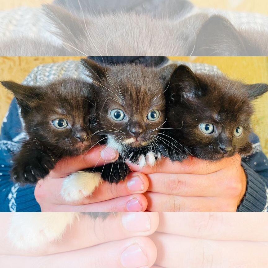 Британские котята бесплатно