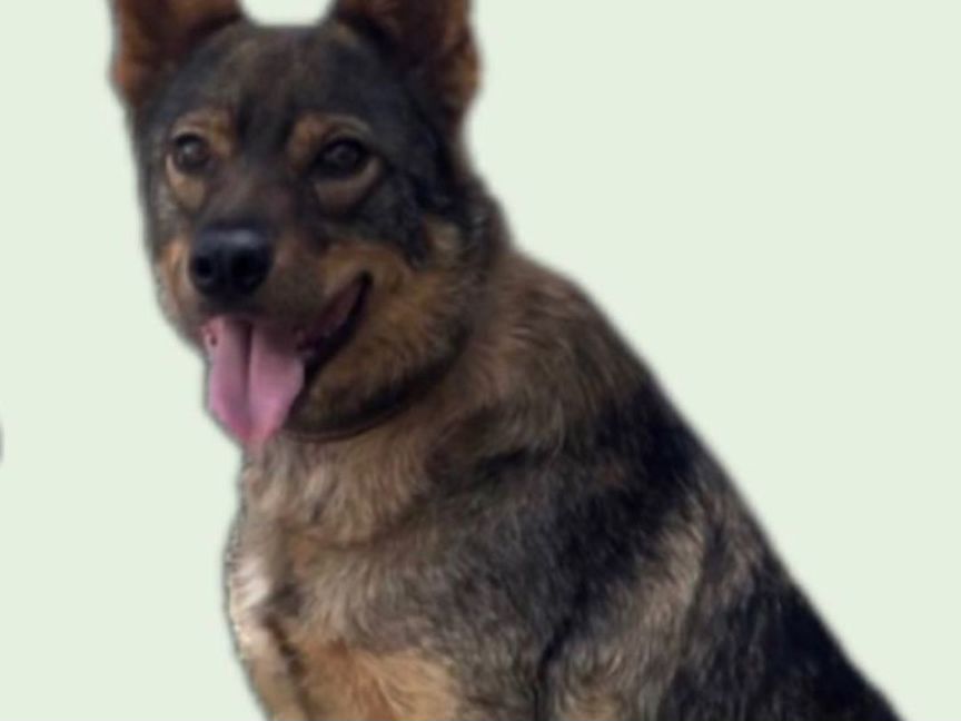 Вам случайно друг не нужен Ищем семью пёселю