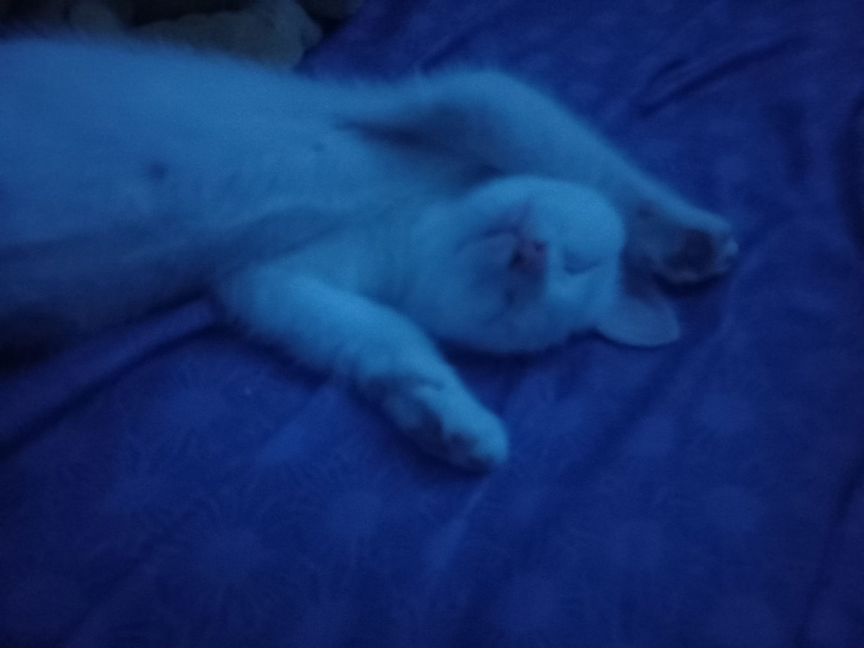 Одам в добрые руки 2 мес к лотку приучен