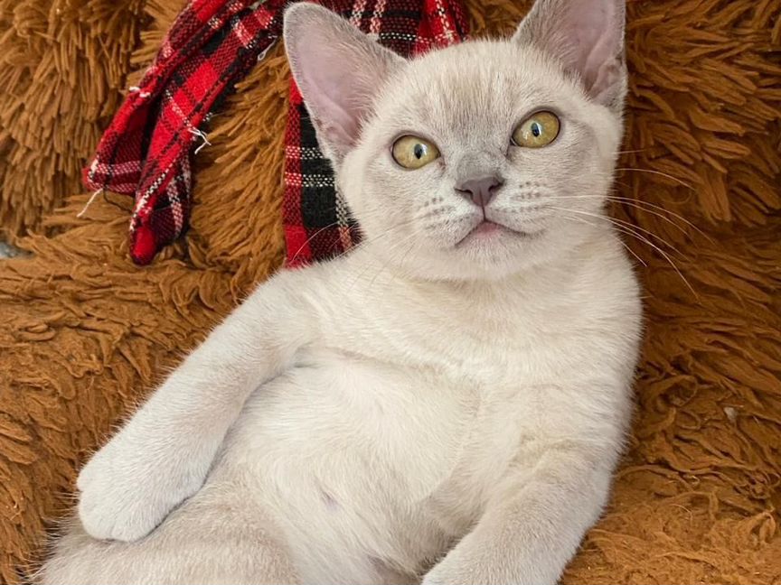 Бурманские котята лиловый