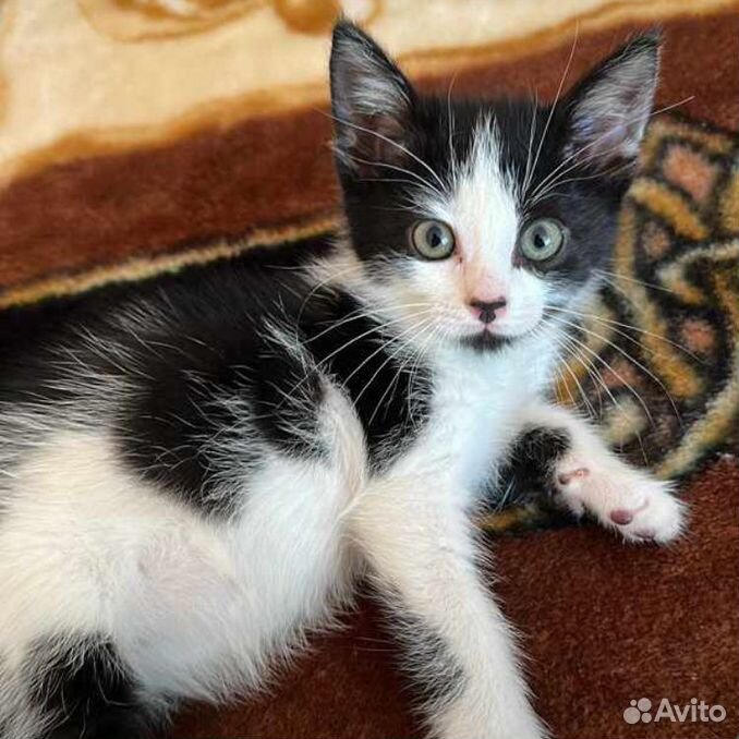 Кот, котенок, возможно Мэнкс