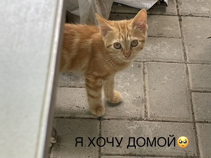 Рыжий котенок