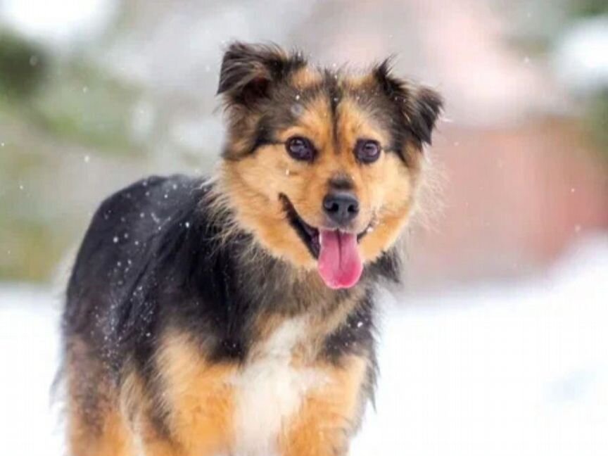 Собака в добрые руки