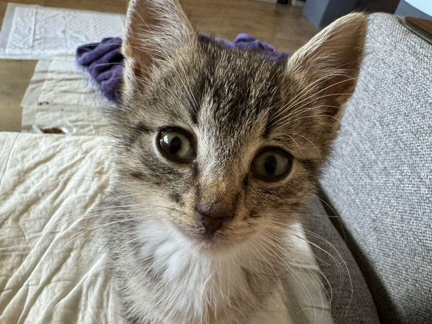 Котенок мальчик 1,5 месяца