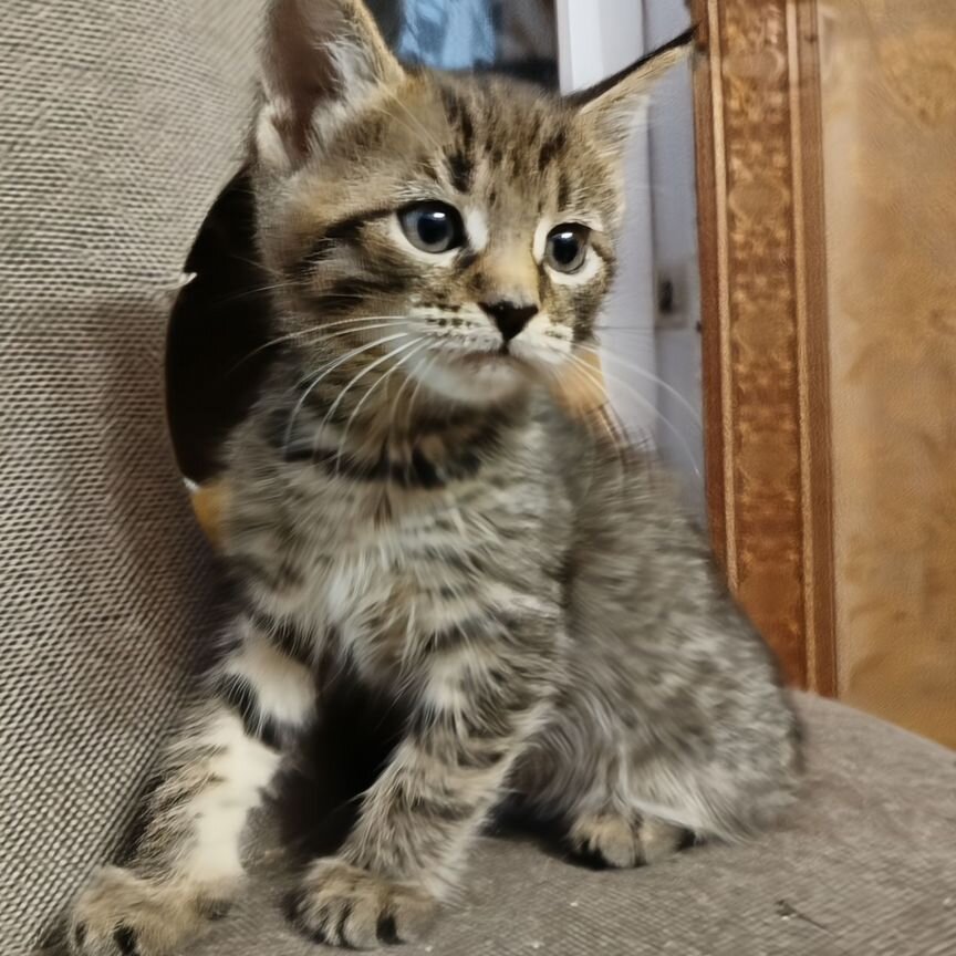 Котёнок от частного владельца