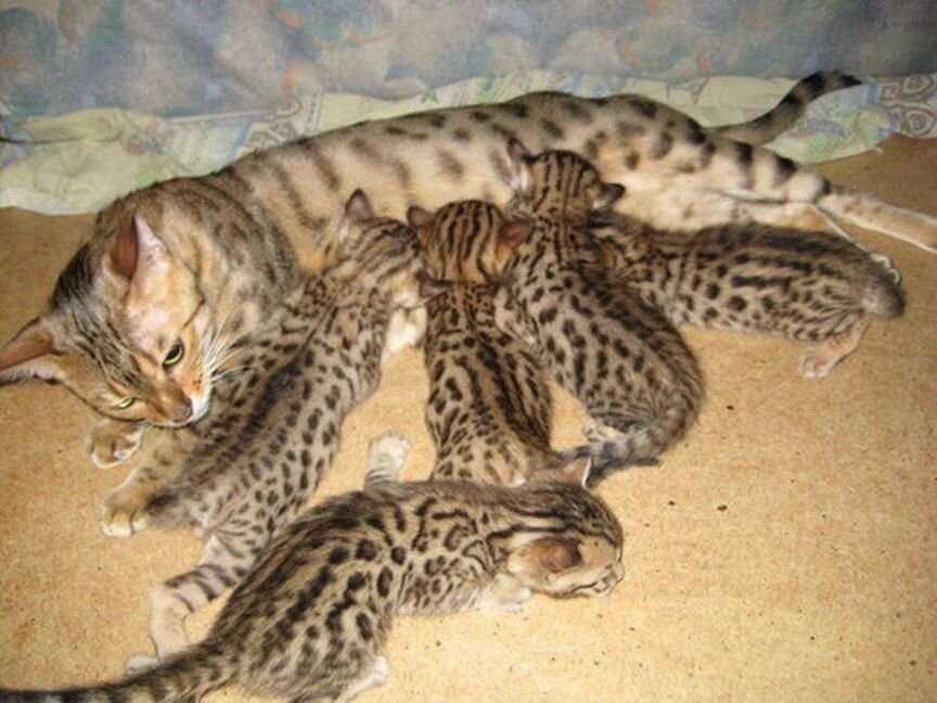 Бенгальские котята