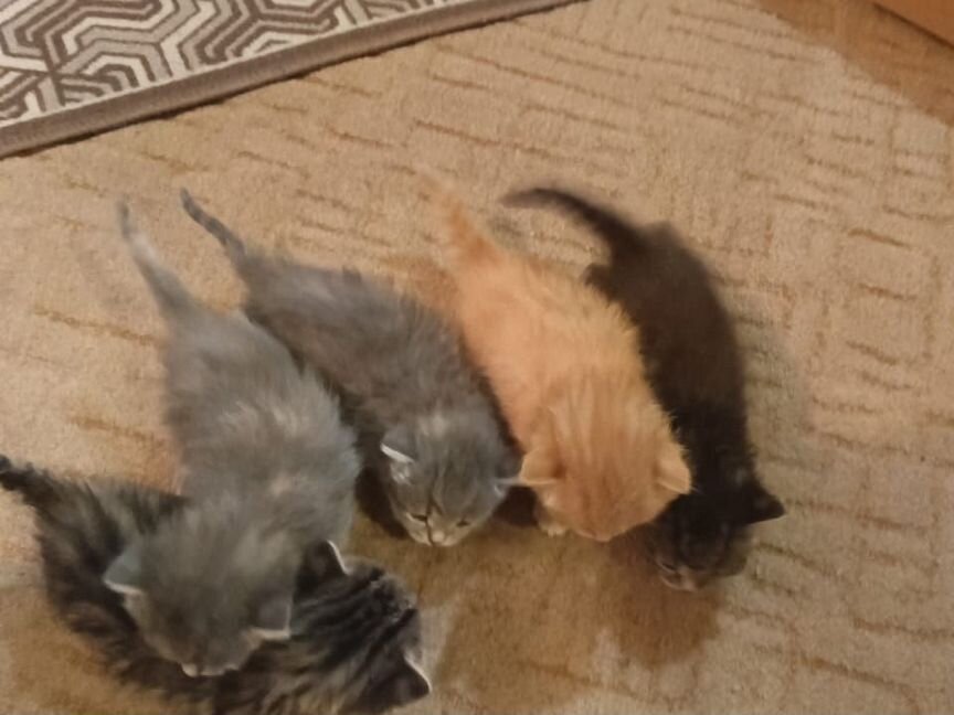 Котята в добрые руки