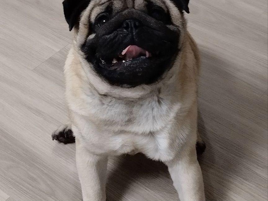 Мопс вязка мальчик