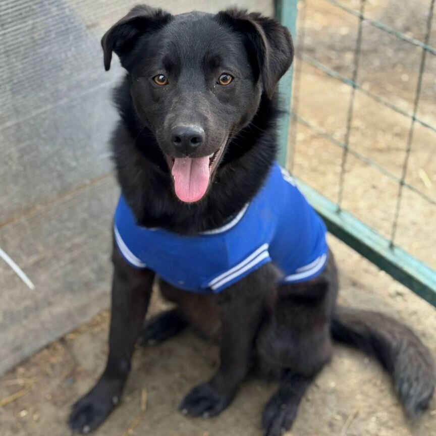 Щенок в добрые руки