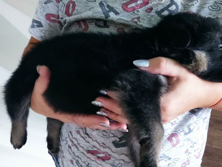 Щенки вео. Не заводчик.Частное лицо