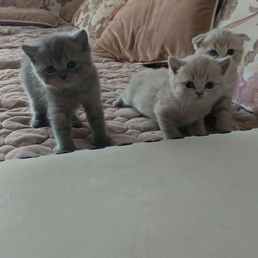 Британские котята