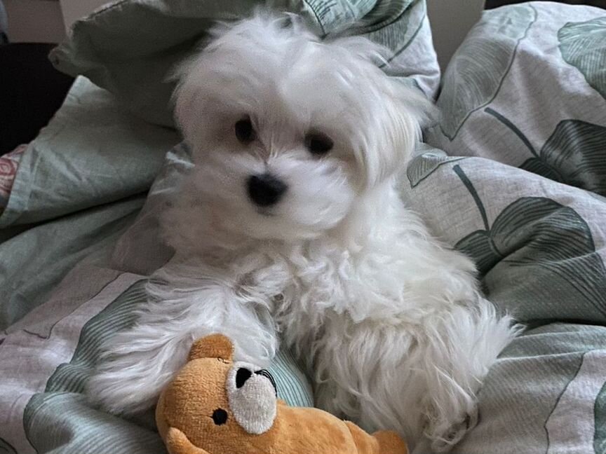 Мальтипу f1 мальчик от белых родителей