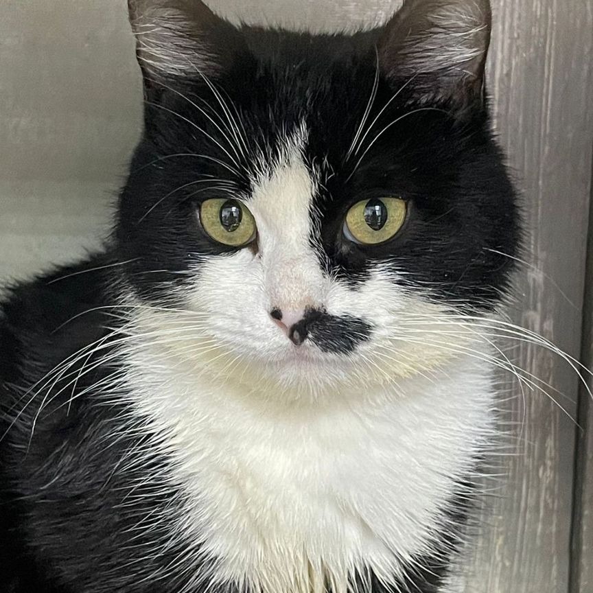 Ласковый котик в добрые руки